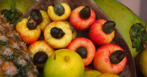 Caju, meu encanto - receitas de caju-passa - O BOTO - Alter do Chão